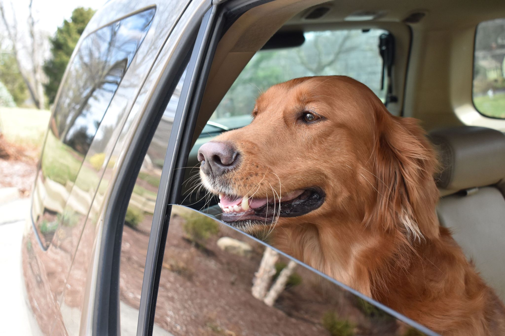 The 6 Best Cars for Dog Owners – Car Community